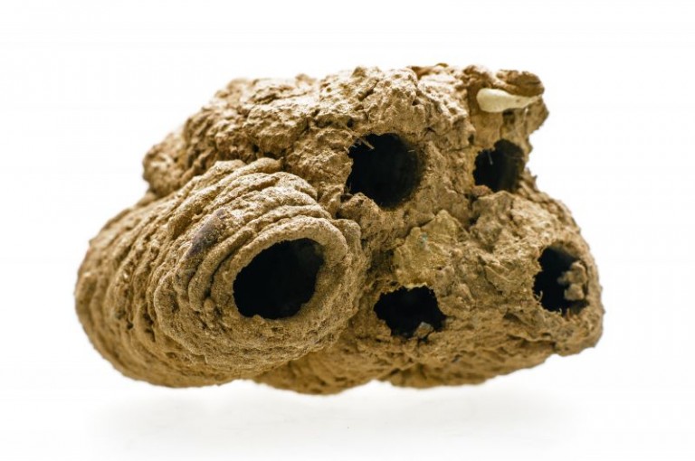 La tripofobia | Qué es, síntomas, causas y estudio en los humanos