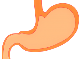 Jugo gástrico | Qué es, función, importancia, componentes, información