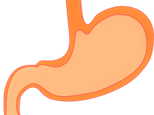 Jugo gástrico | Qué es, función, importancia, componentes, información