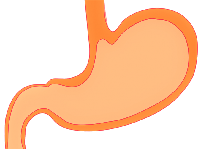 Jugo gástrico | Qué es, función, importancia, componentes, información