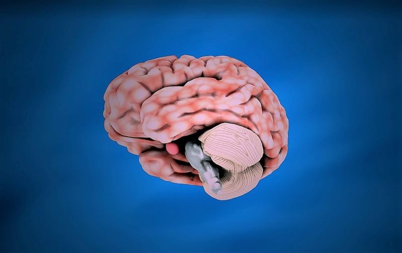 Telencéfalo | Qué es, características, divisiones, patologías, funciones