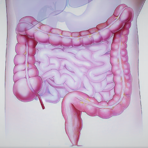 Yeyuno | Qué es, ubicación, función, estructura interna | Intestino delgado
