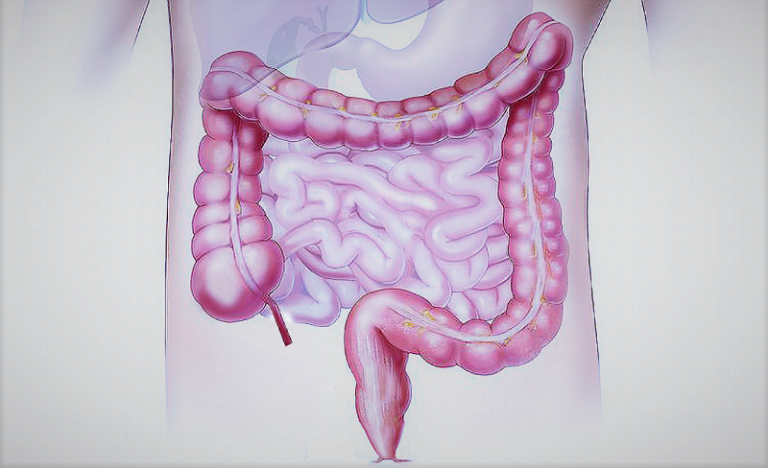 Yeyuno | Qué es, ubicación, función, estructura interna | Intestino delgado