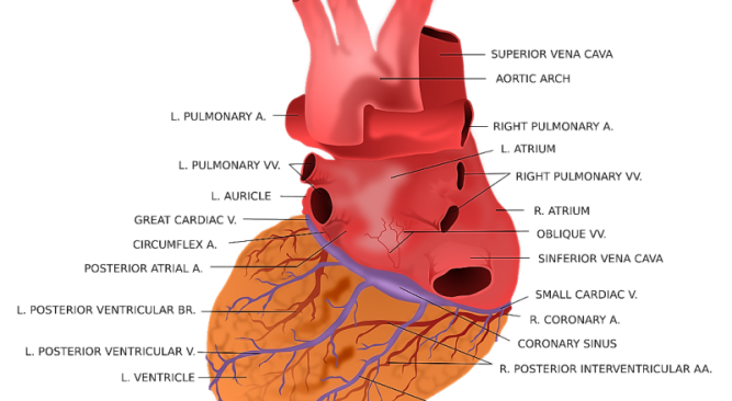 Tabique interventricular | Qué es, definición, estructura, defecto ...