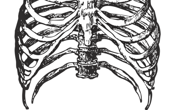 Xifoides | Qué es, para qué sirve, función, patologías, sindrome, sintomas